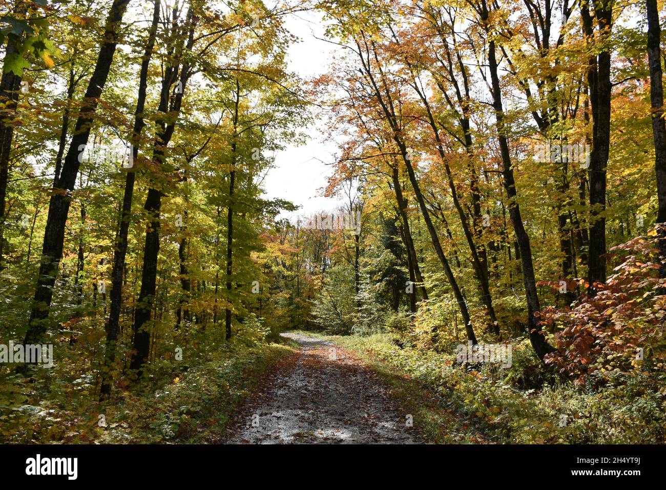 Arbol arce hi-res stock photography and images - Alamy