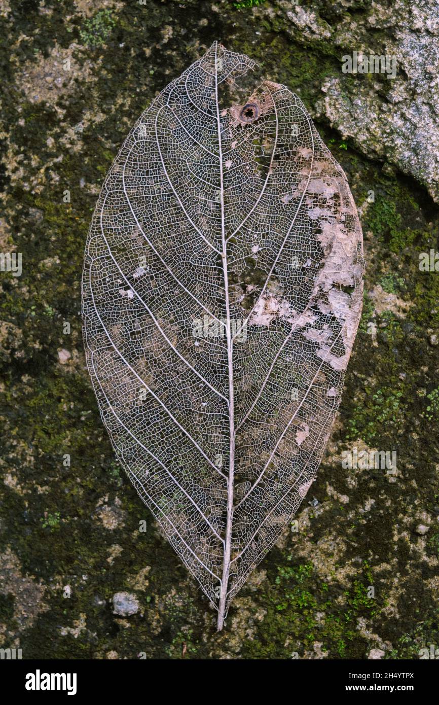 Autumn dry leaves seamless hi-res stock photography and images - Alamy