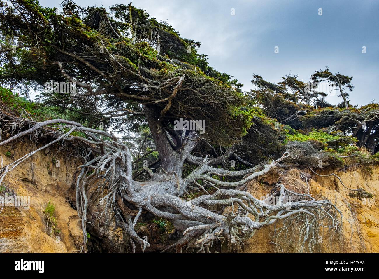 Closeup view of the Tree of Life and the massive root system that keeps ...
