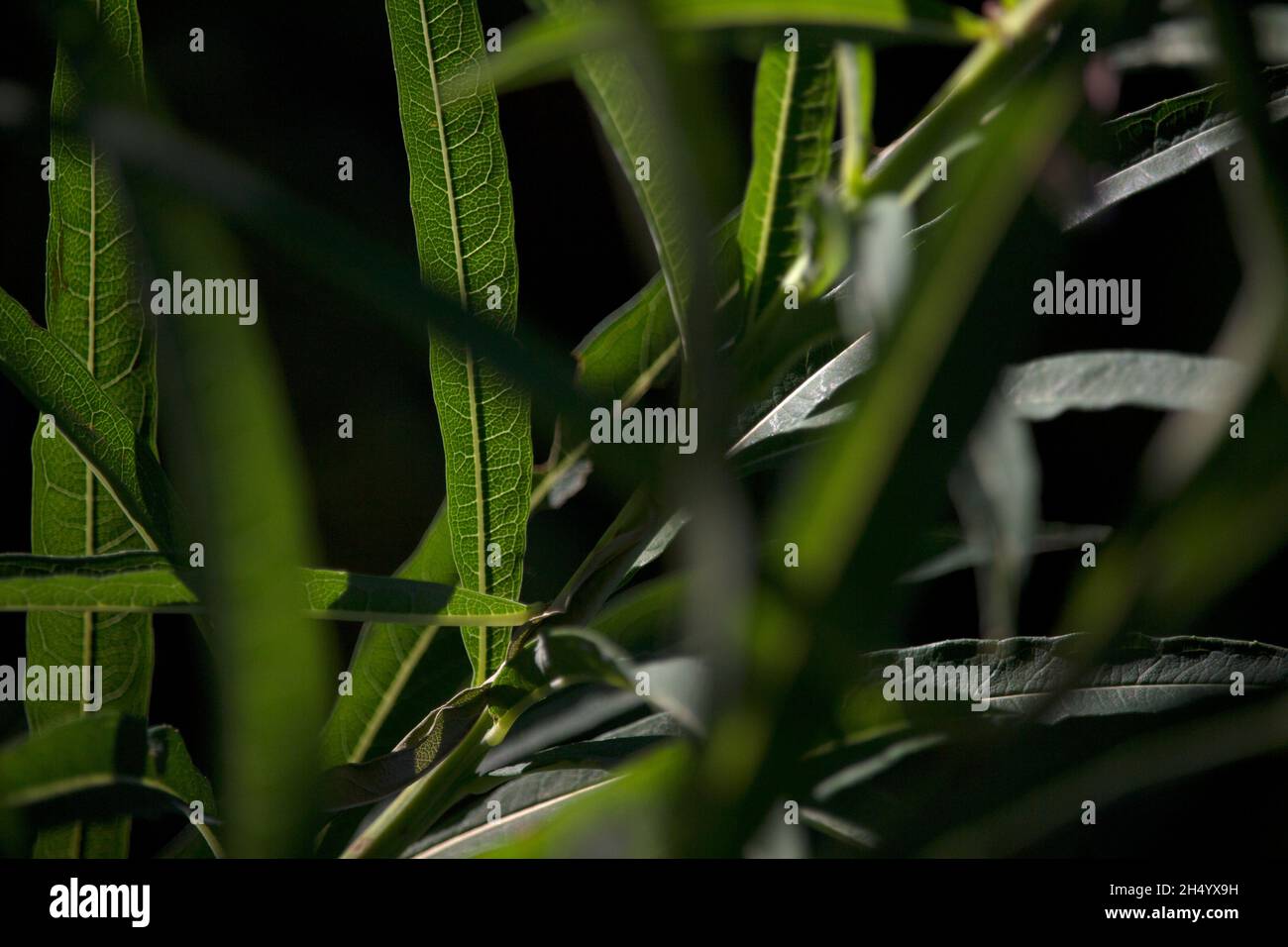 Green Grass Weeds Stock Photo - Alamy