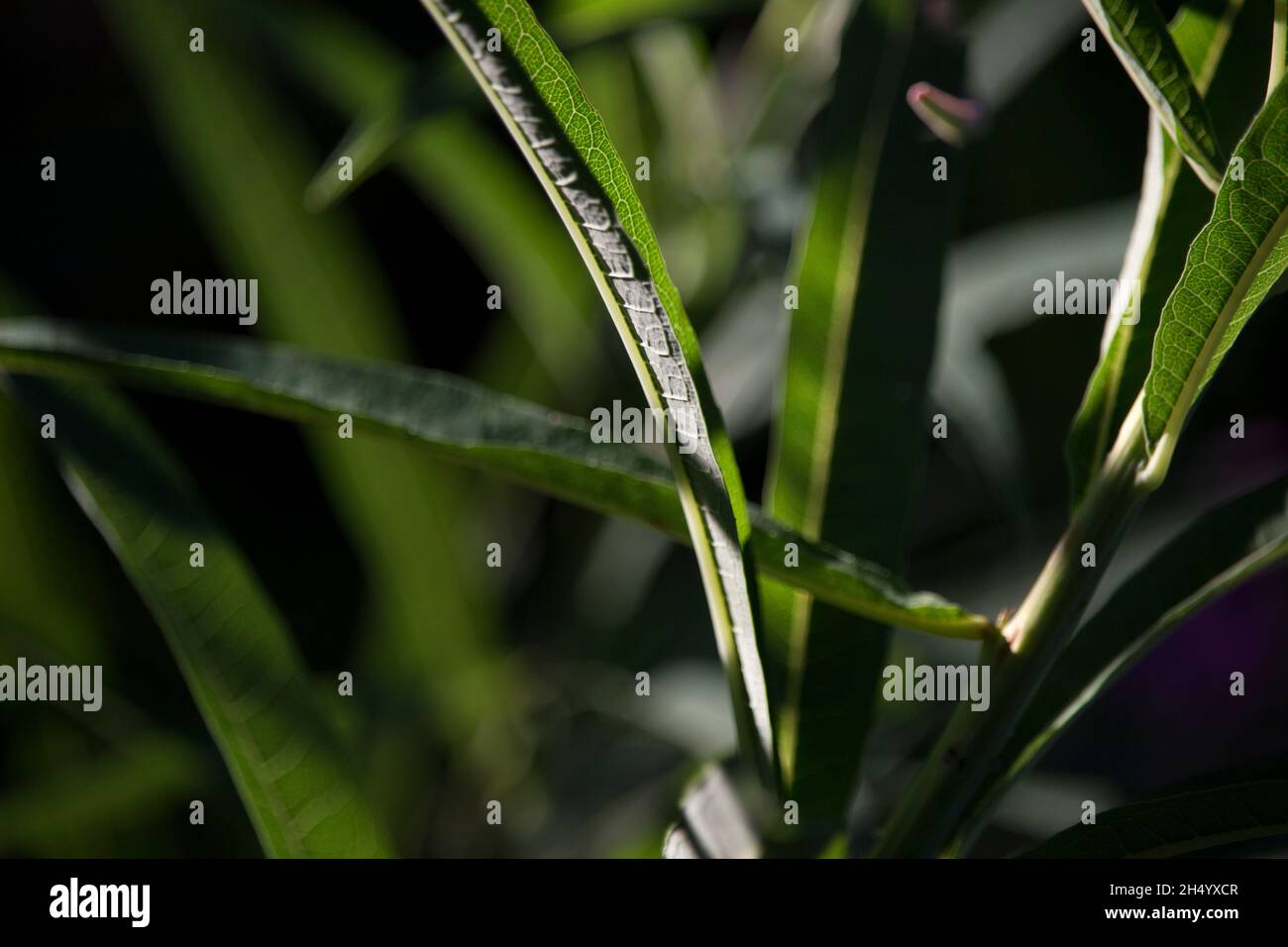Green Grass Weeds Stock Photo - Alamy