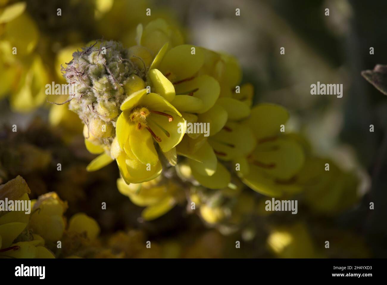Yellow Flower Mullein Stock Photo - Alamy