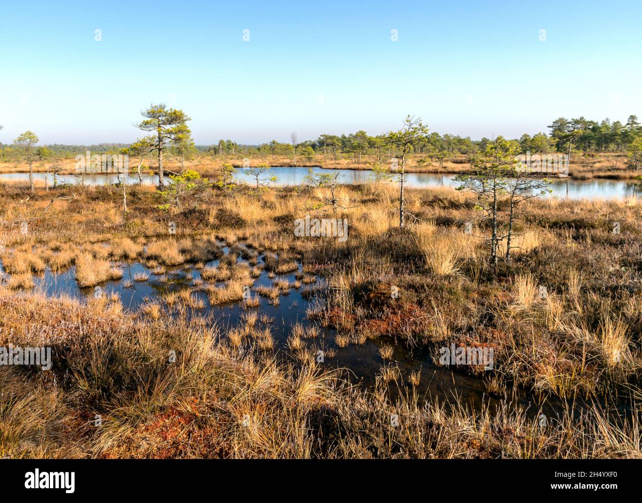 autumn characteristic colors in nature, bog plants painted in brown ...