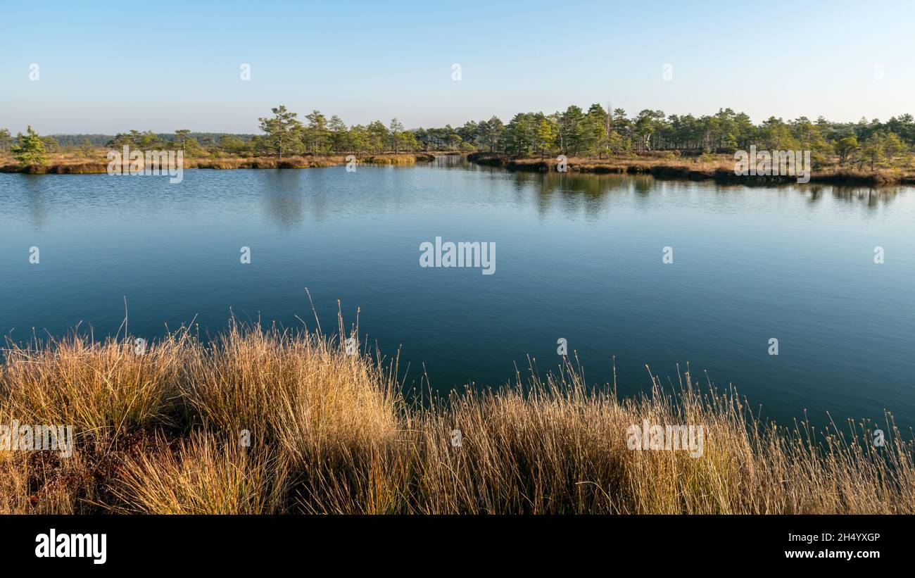 blue sky is reflected in a calm bog lake, bog pines surround the lake ...