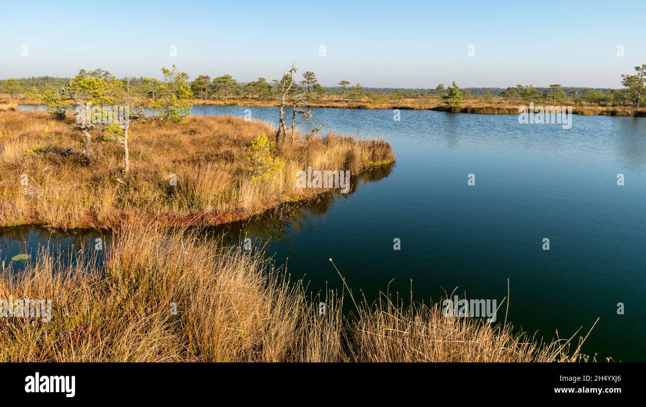 blue sky is reflected in a calm bog lake, bog pines surround the lake ...