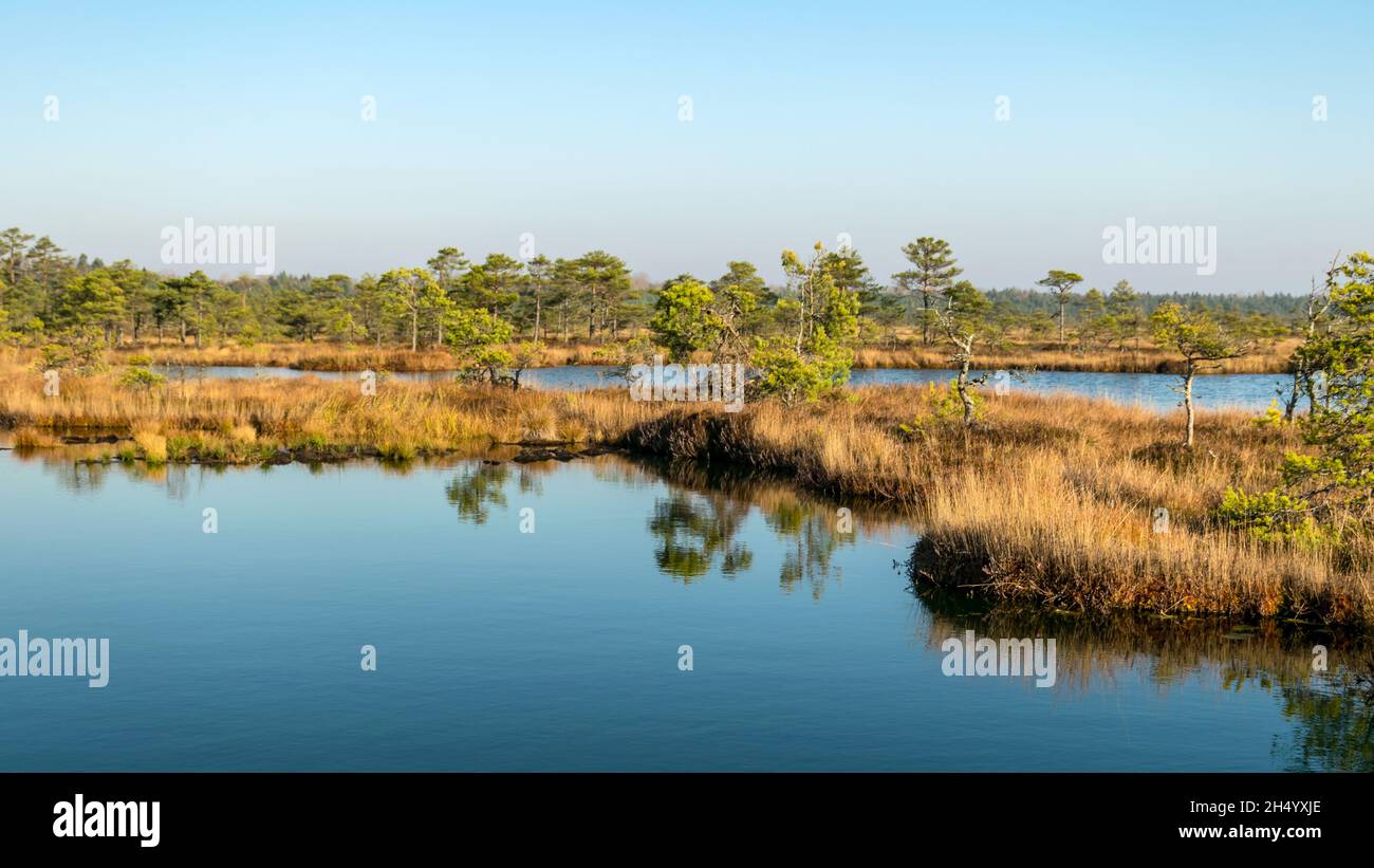 blue sky is reflected in a calm bog lake, bog pines surround the lake ...