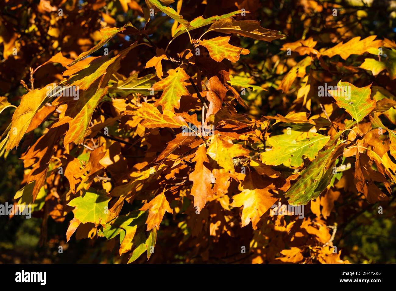 Great british trees hi-res stock photography and images - Alamy