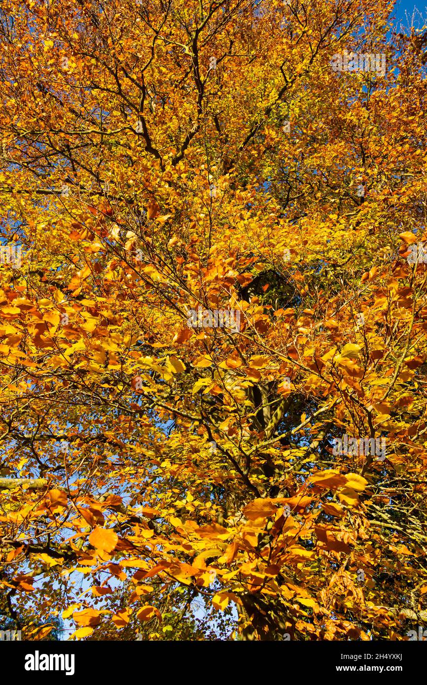 Autumnal colours on leaves still on trees, ready to fall Stock Photo ...