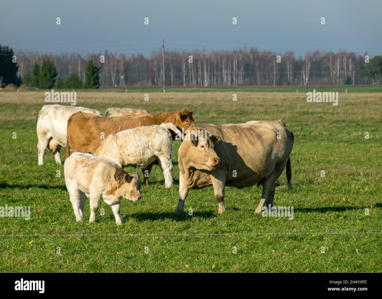 a variegated herd of cows eats grass in a green meadow, the concept of ...