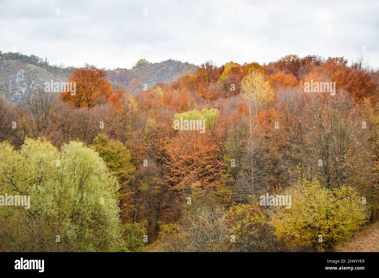 Mountain Autumn scenery with colorful trees Stock Photo - Alamy