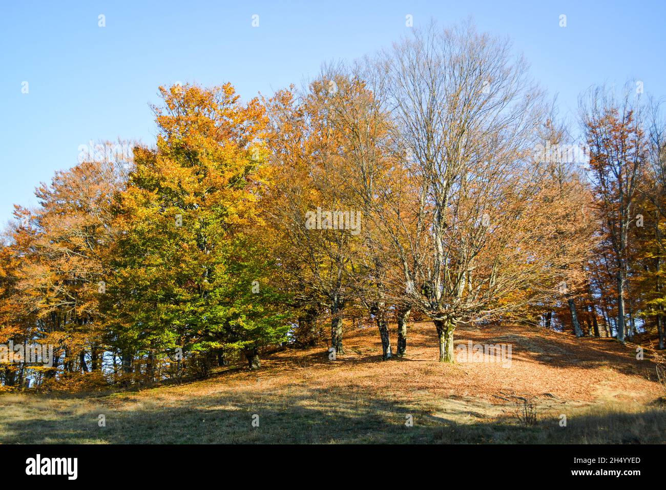 Mountain Autumn scenery with colorful trees Stock Photo - Alamy