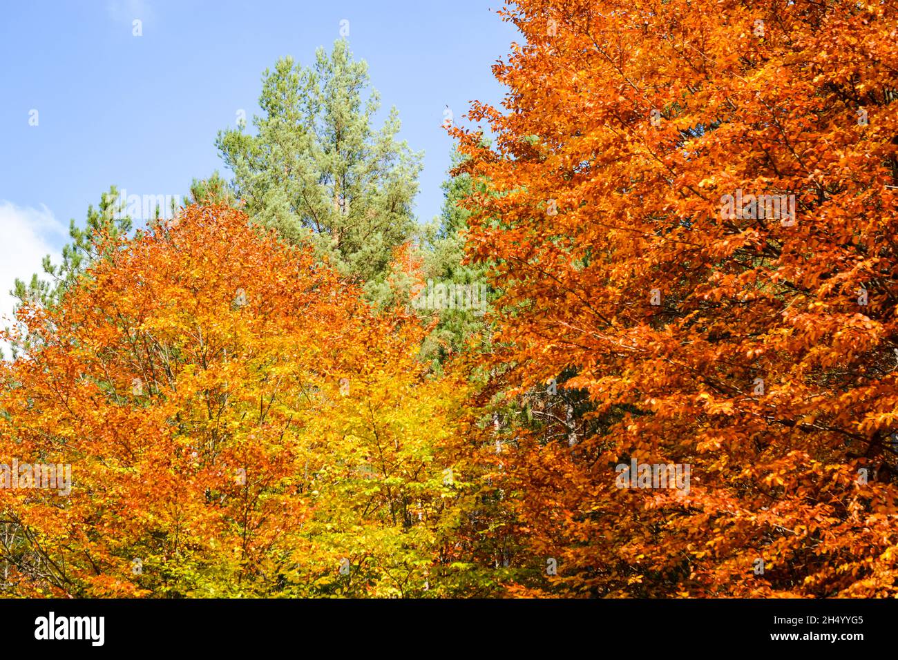 Mountain Autumn scenery with colorful trees Stock Photo - Alamy