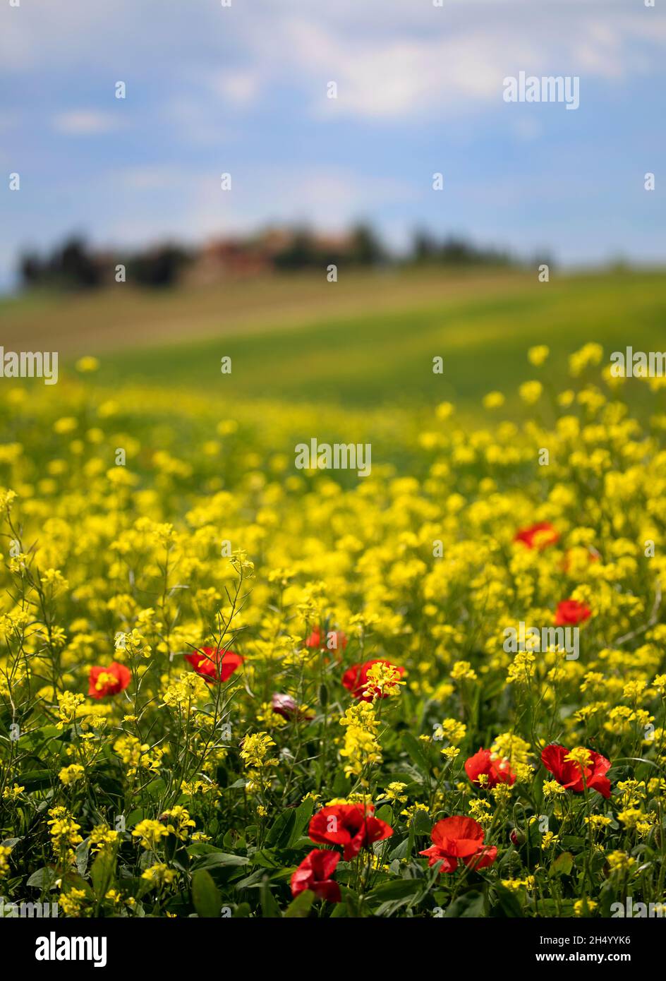 Tuscany field and flowers hi-res stock photography and images - Alamy