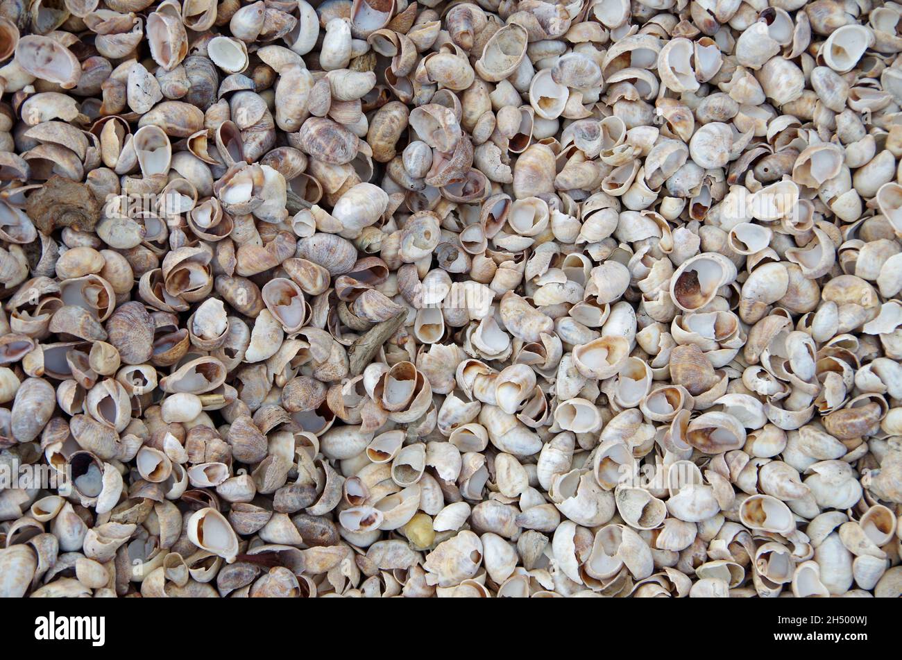 Many Atlantic Slipper Shells. Crepidula fornicata. Sea snail shells on ...