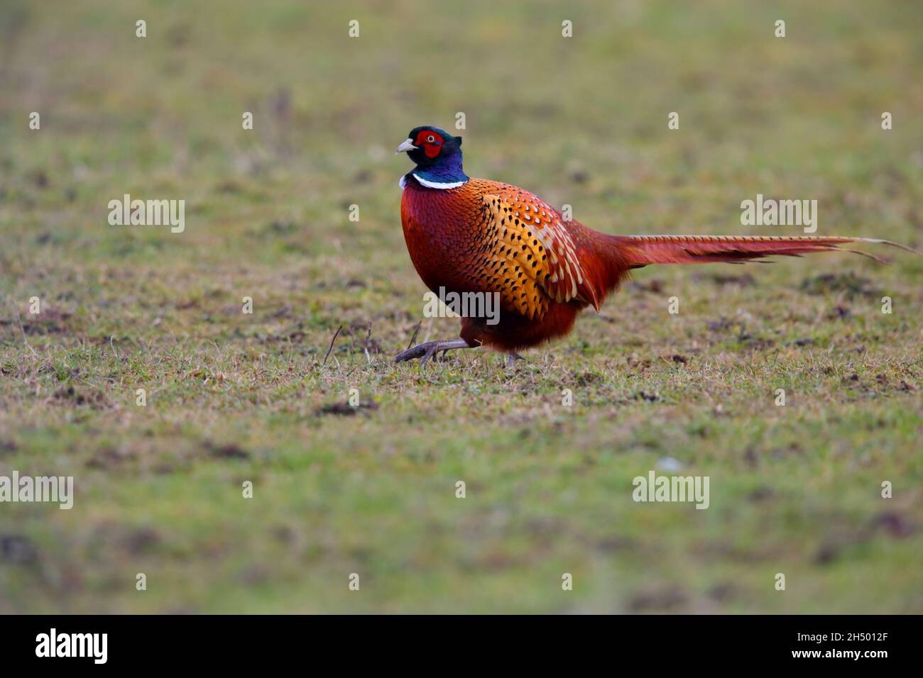 An adult male Common Pheasant (Phasianus colchicus) in the UK Stock ...