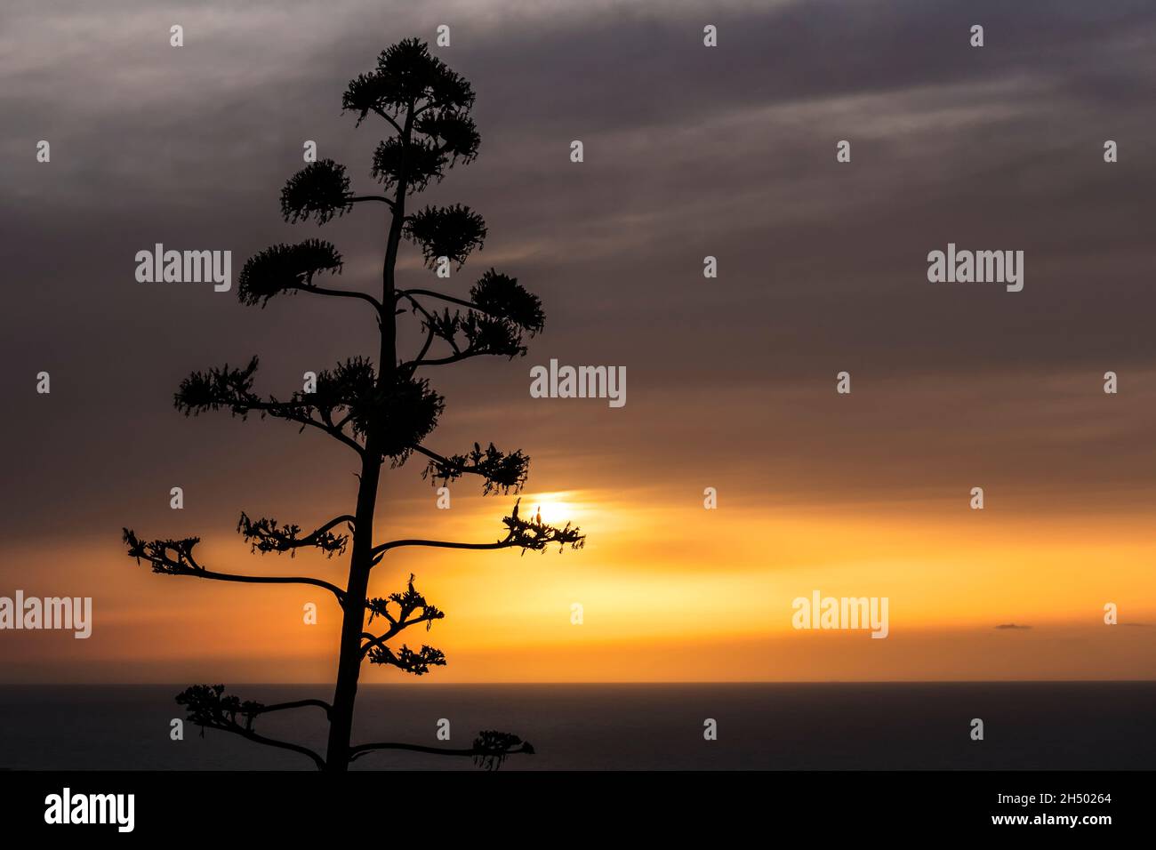 Chinese shadow hi-res stock photography and images - Alamy