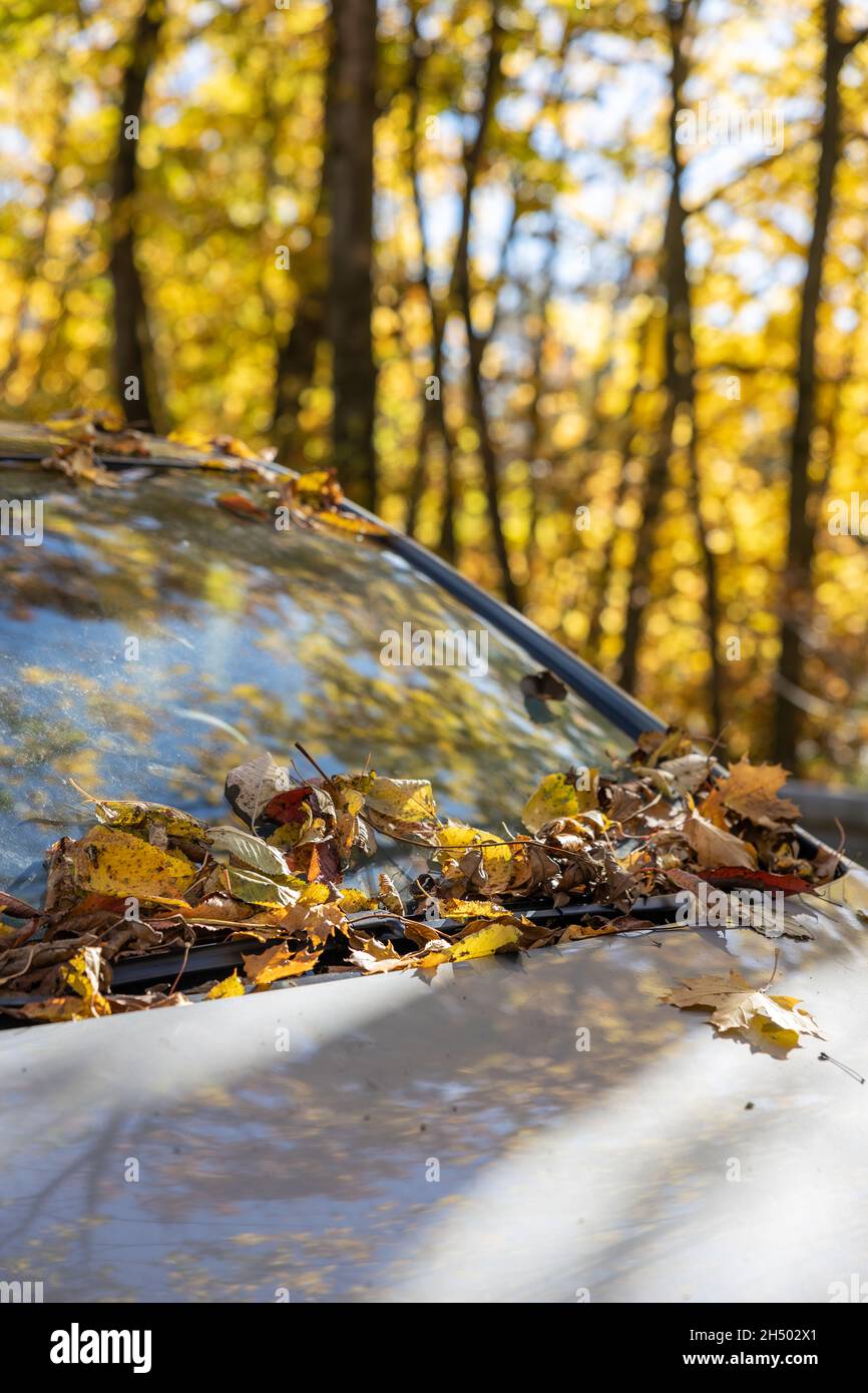 Autumn: Foliage on a cars windshield Stock Photo - Alamy