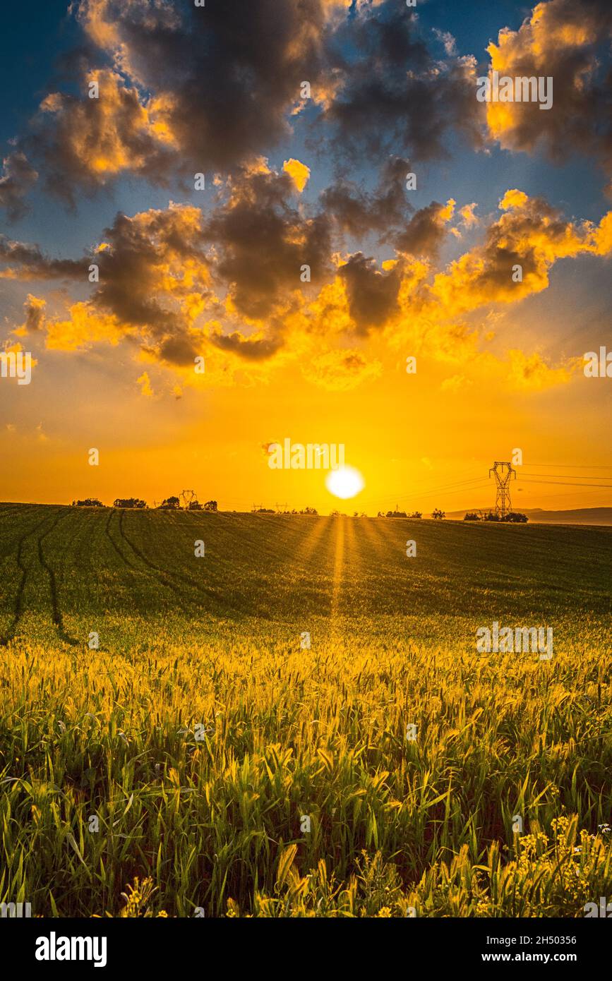 sunset over the field of wheat Stock Photo - Alamy