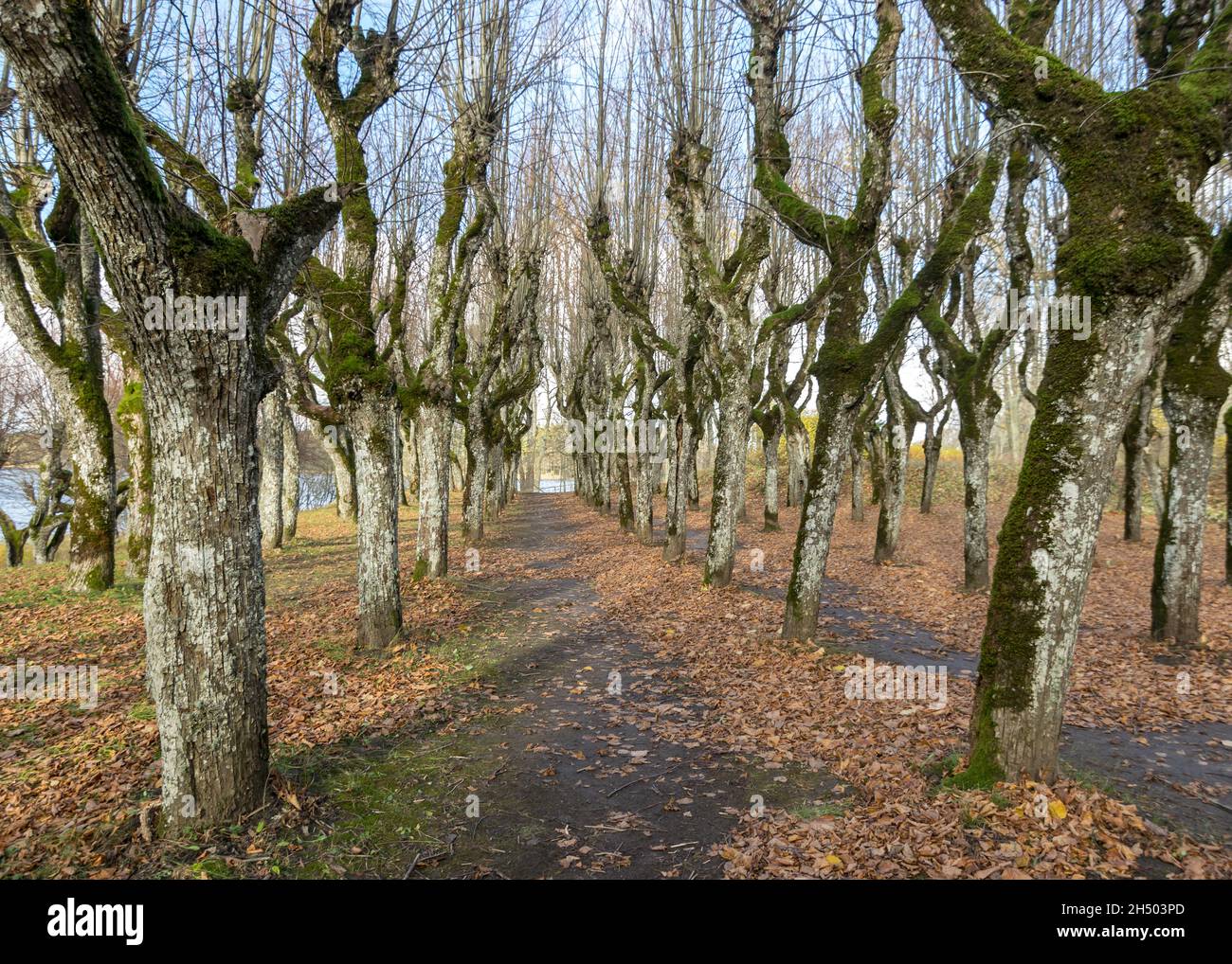 beautiful linden tree alley in the manor park, trees in autumn without ...