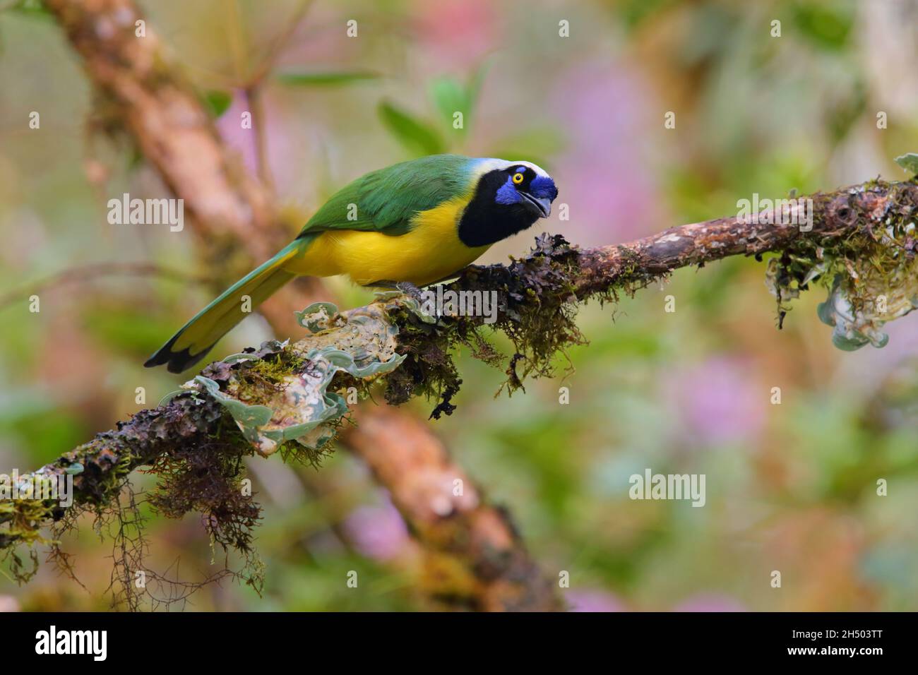 An adult Inca jay (Cyanocorax yncas) or querrequerre on the east slope ...