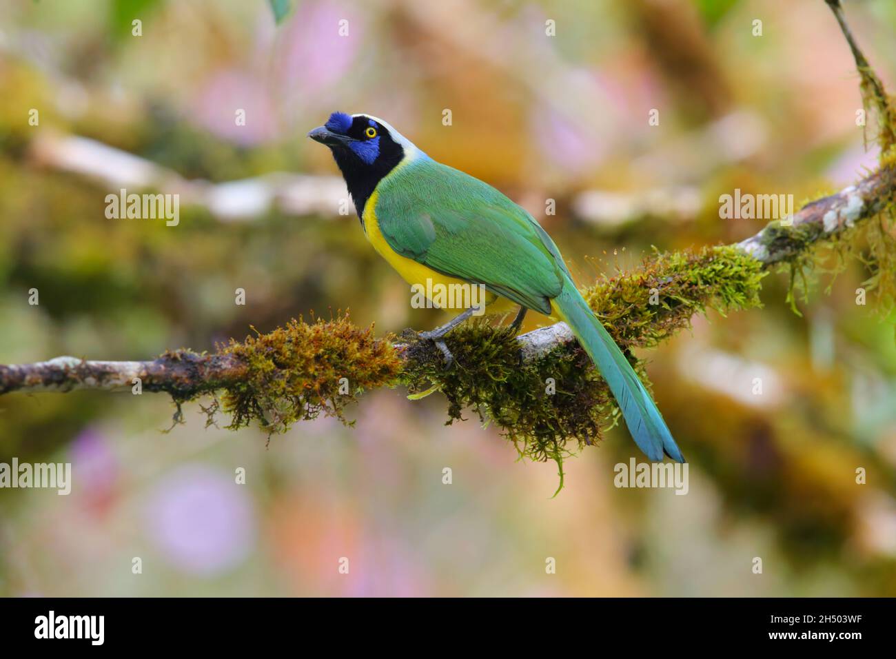 Inca jay calling hi-res stock photography and images - Alamy