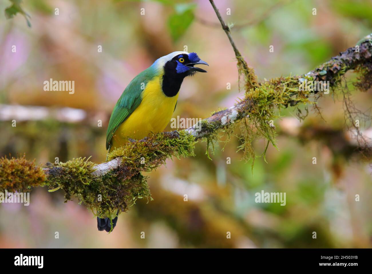Inca jay calling hi-res stock photography and images - Alamy