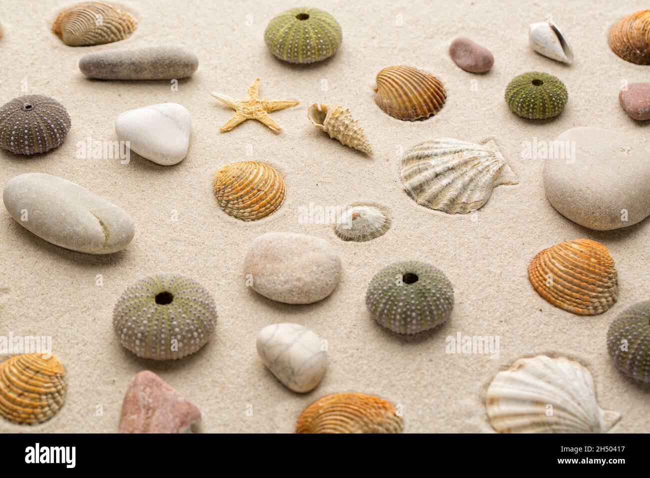 Sea shells and star fish on the sand Stock Photo - Alamy