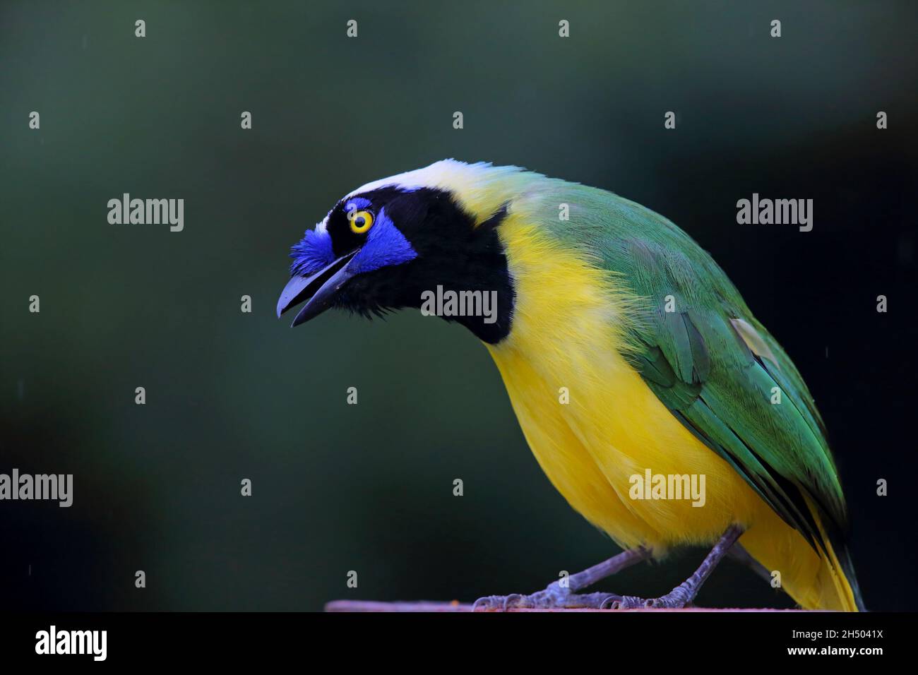 Inca jay calling hi-res stock photography and images - Alamy