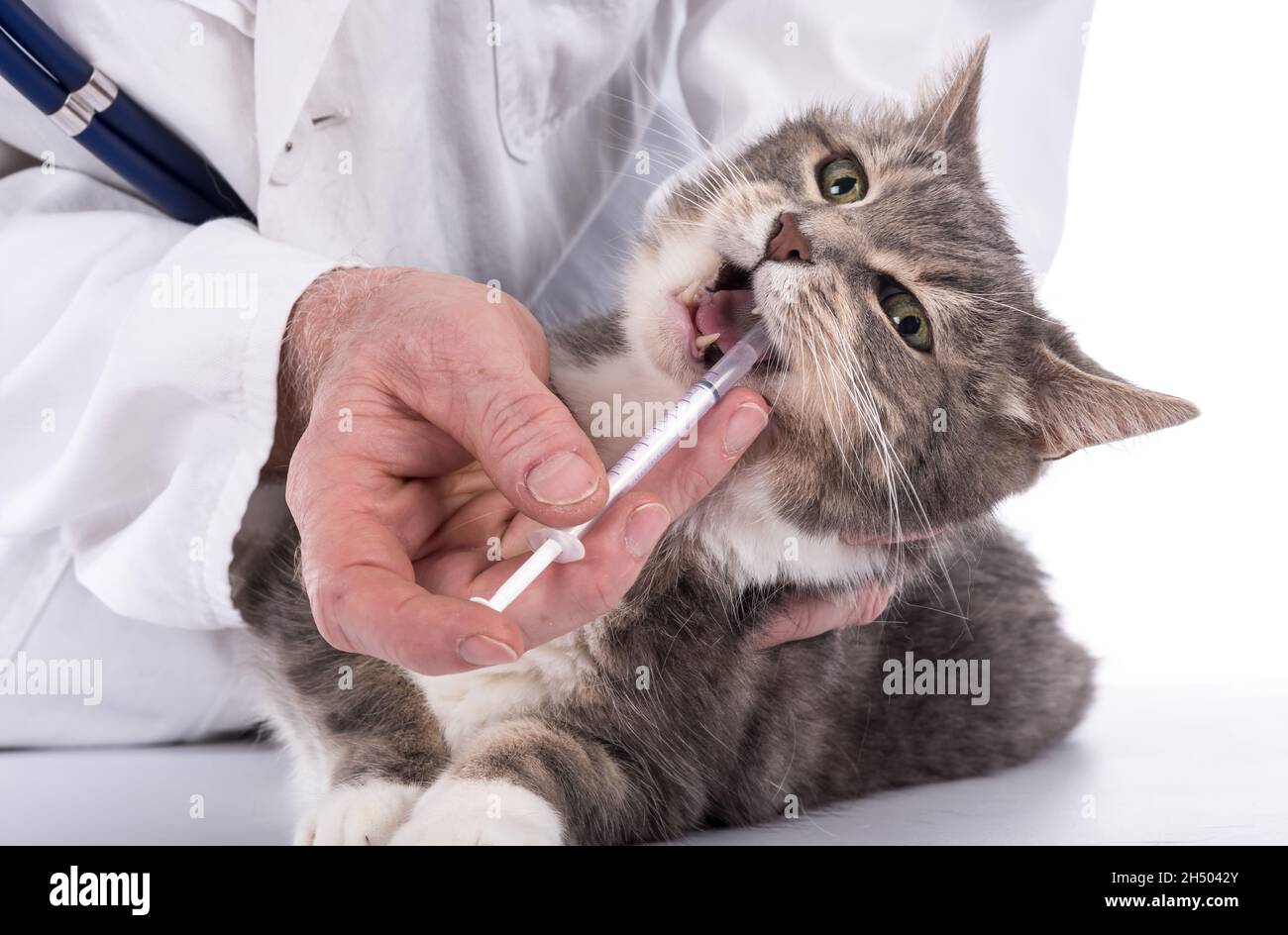 Veterinarian giving medication to a cat Stock Photo - Alamy