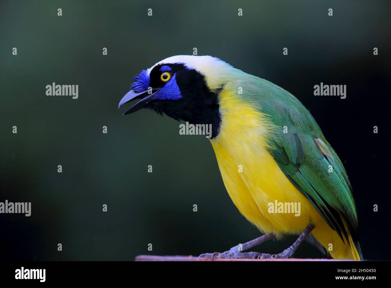 Inca jay calling hi-res stock photography and images - Alamy