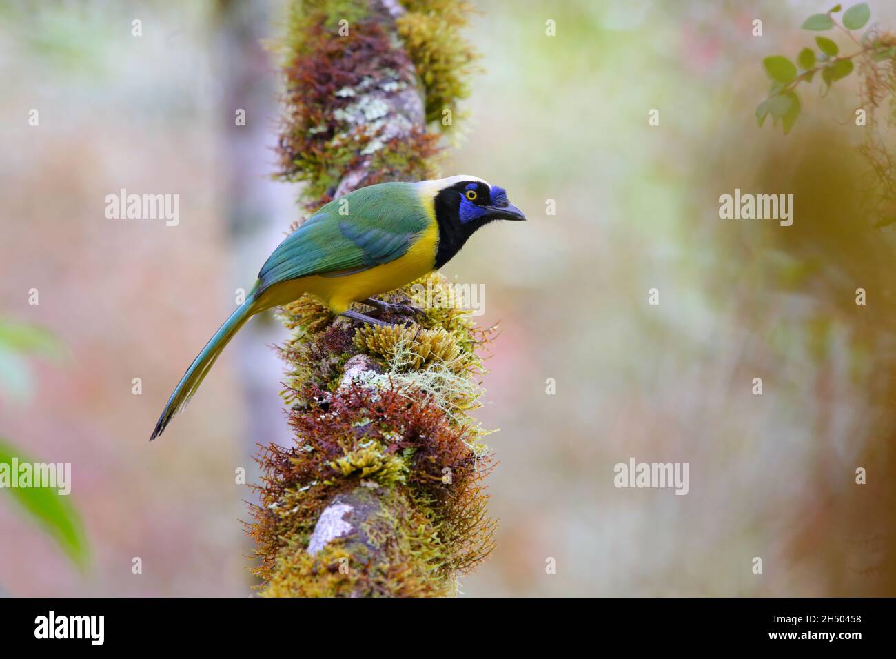 Inca jay calling hi-res stock photography and images - Alamy