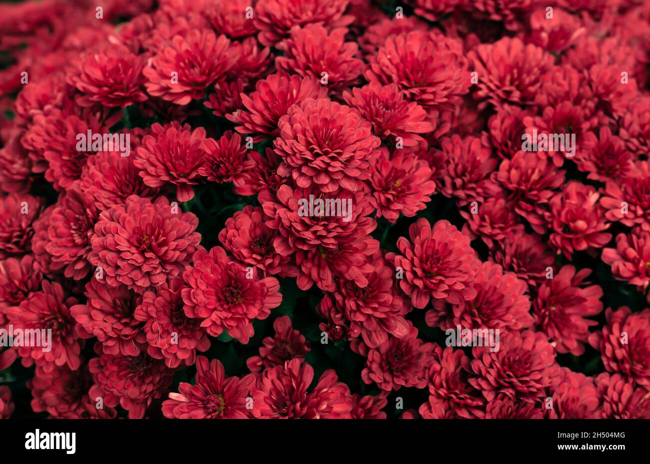 Red chrysanthemum flowers from above view. Beautiful chrysanthemums ...