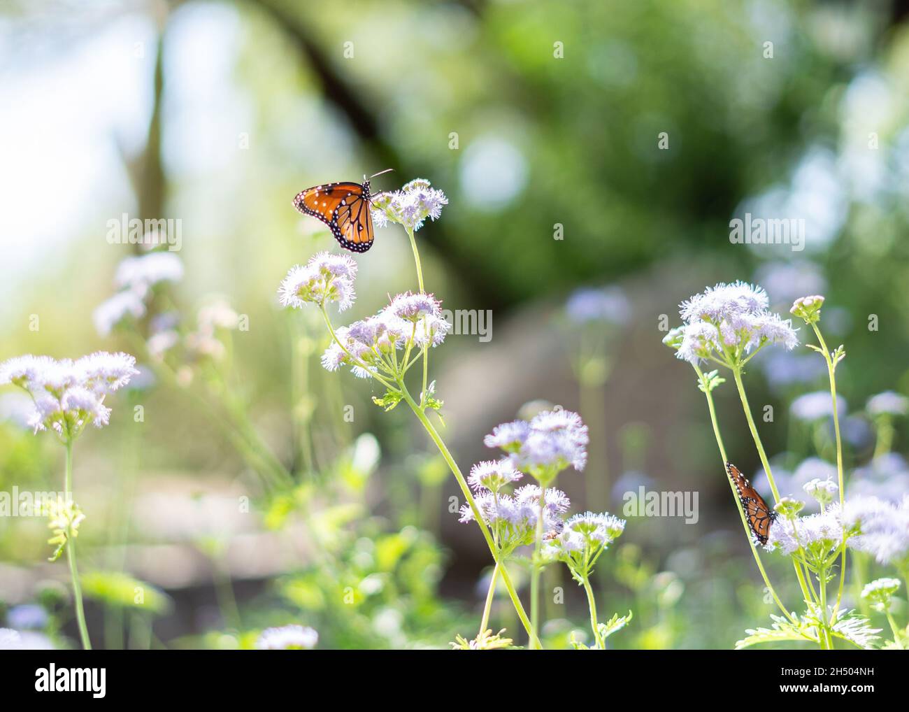 Beautiful scene of butterflies on flowers Stock Photo - Alamy