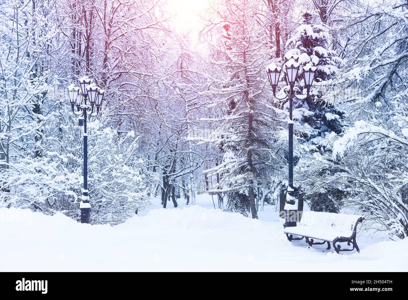 Winter landscape, park bench and trees covered with snow. Snowfall in ...