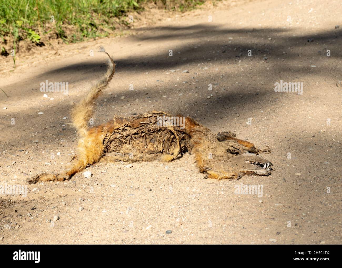 photograph of a run, dead fox on a country road, the remains of an ...