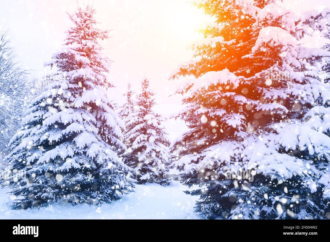 Winter fir tree christmas scene with sunlight. Fir branches covered ...