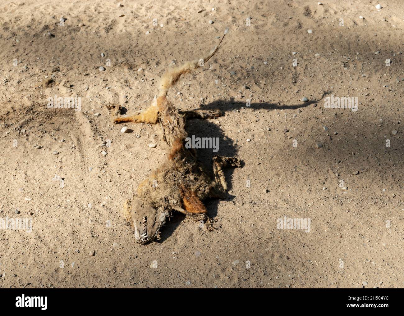 photograph of a run, dead fox on a country road, the remains of an ...