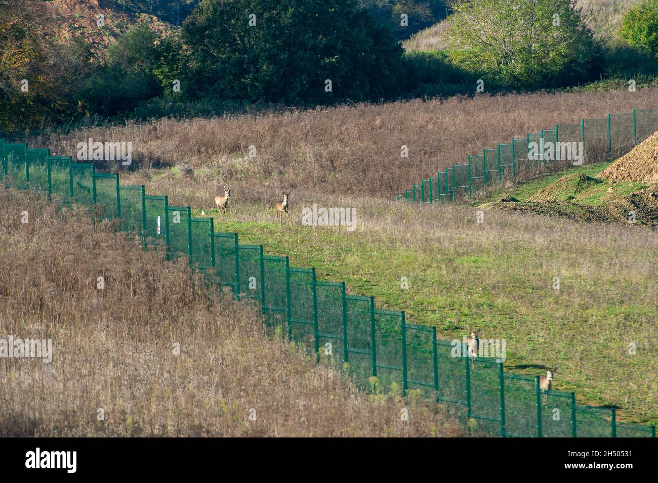 West Hyde, UK. 5th November, 2021. At least four deer were trapped ...