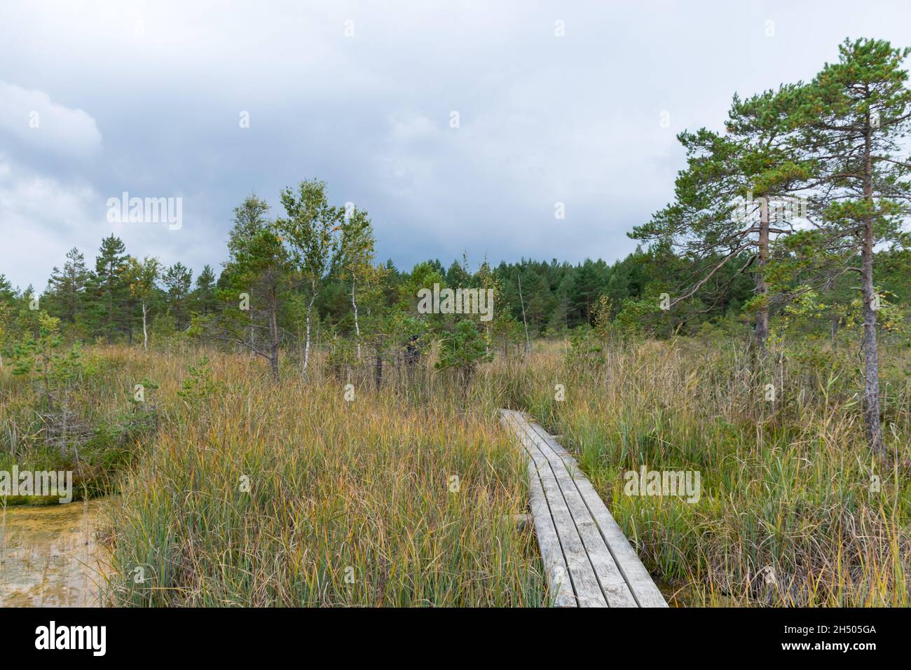bog landscape with a wooden footbridge, traditional bog soil and ...