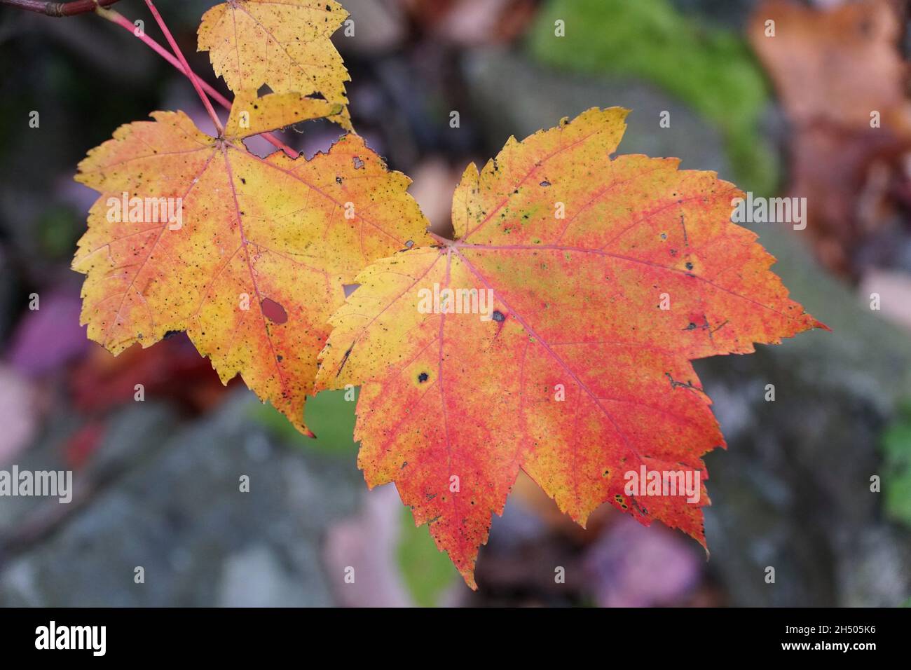 Beautiful red and yellow leaves of a maple tree changing color in the ...