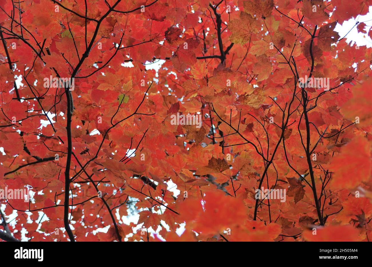 Beautiful red leaves of a maple tree changing color in the Fall Stock ...