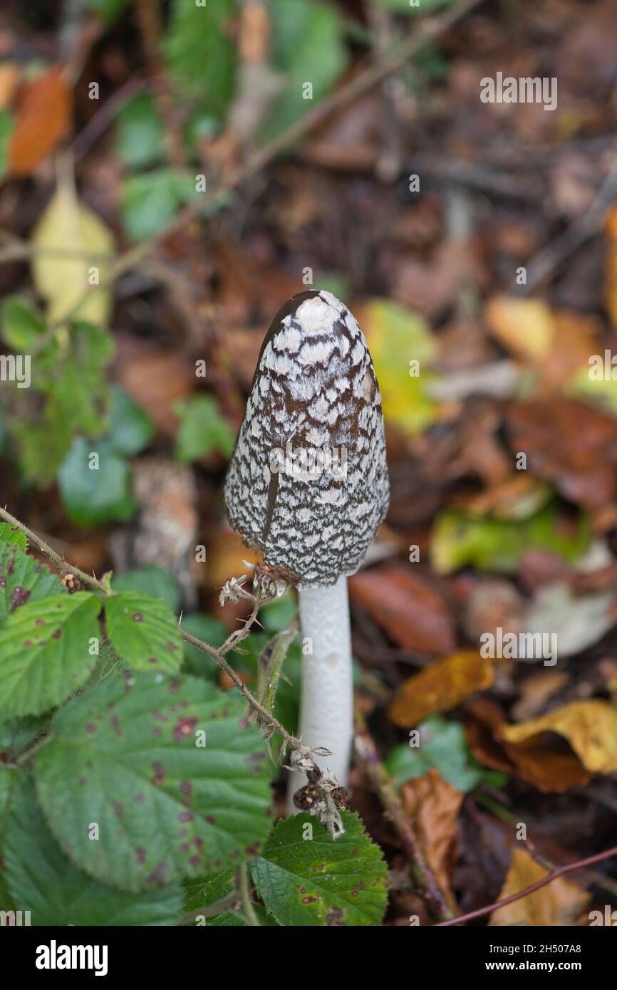 Coprinopsis picacea hi-res stock photography and images - Alamy