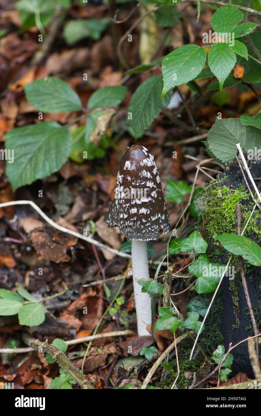 Coprinopsis picacea hi-res stock photography and images - Alamy