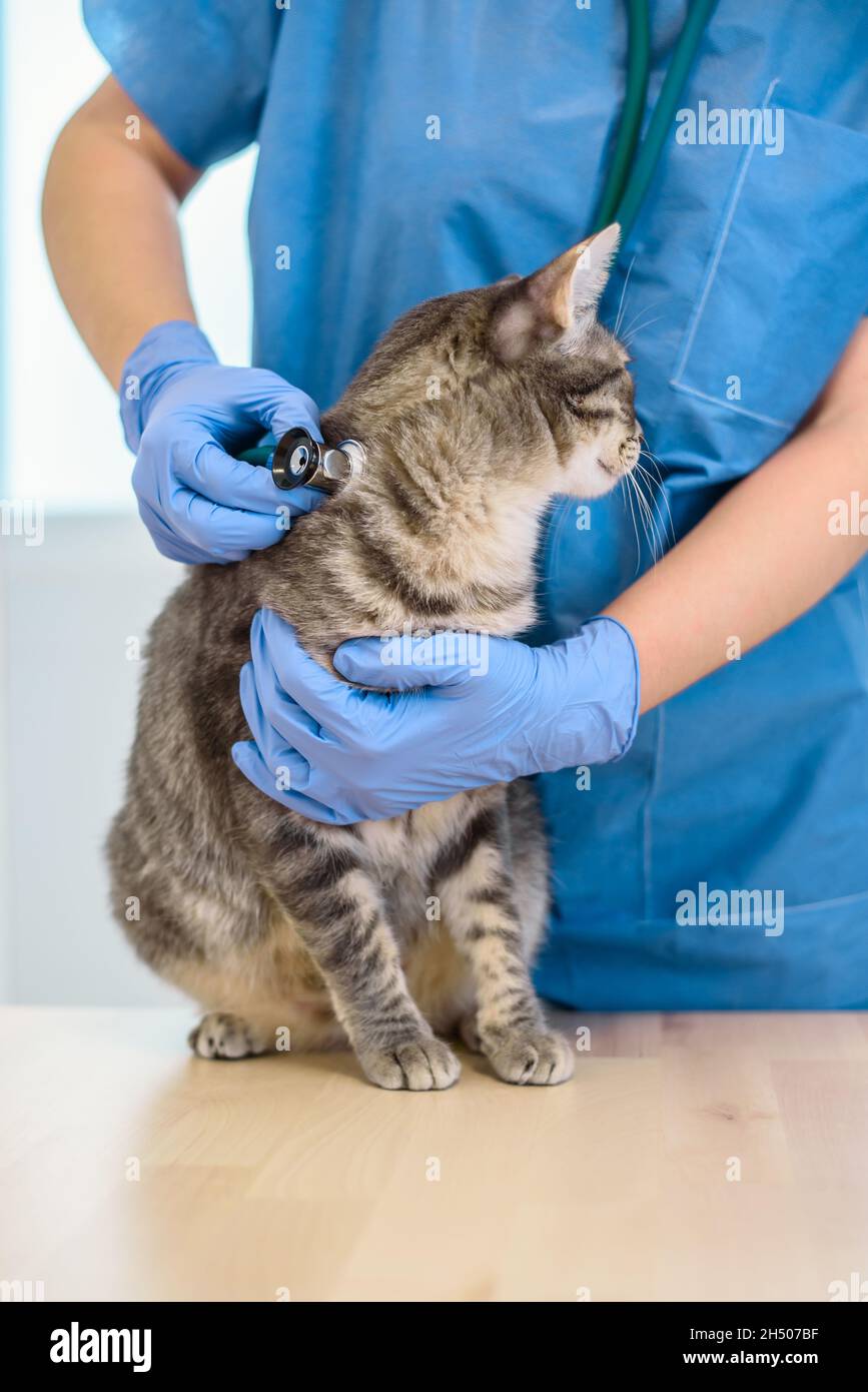 Female veterinarian doctor is examining a cat with stethoscope Stock ...