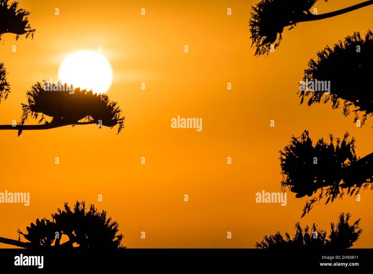 Chinese shadow hi-res stock photography and images - Alamy