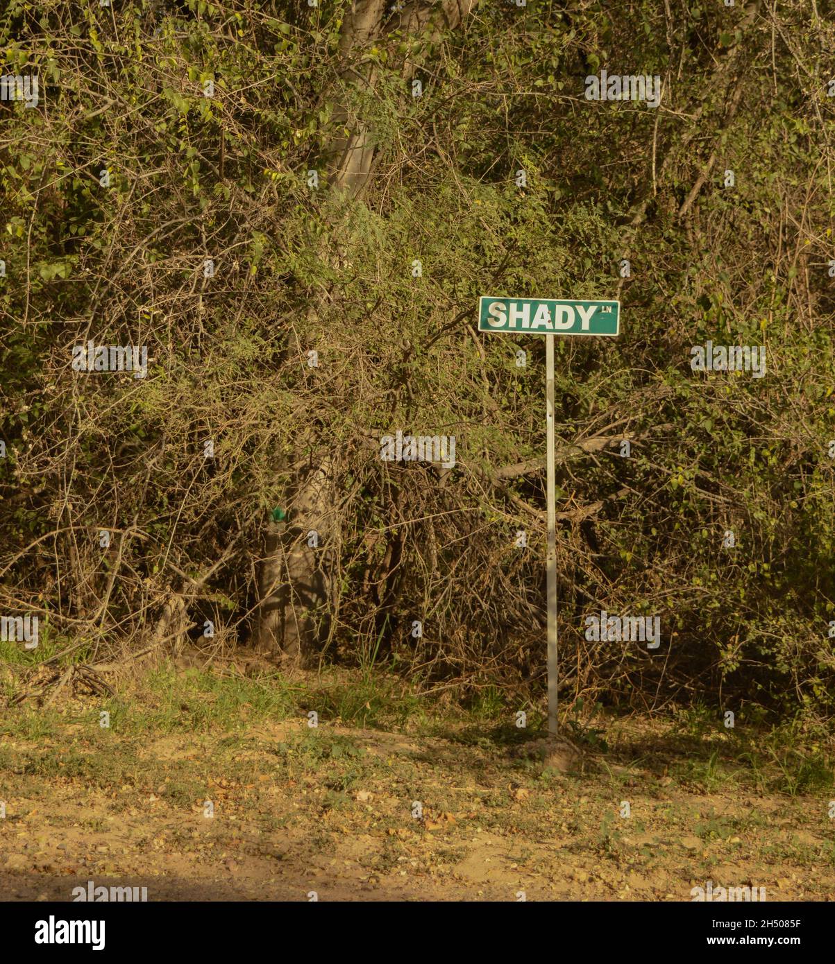 Shade Lane Sign against a forested backround Stock Photo - Alamy