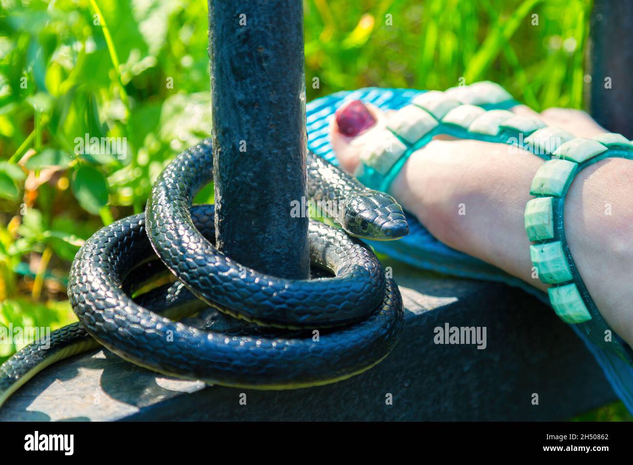 A woman leg is dangerously close to sleeping poisonous snake Stock ...