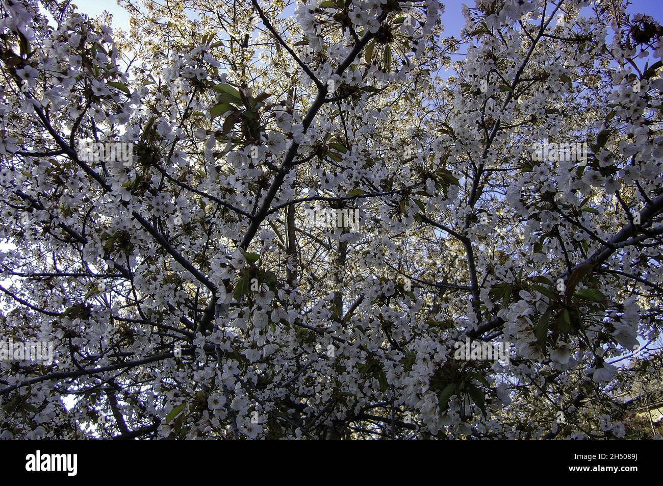 Floral explosion of an almond tree in spring Stock Photo - Alamy