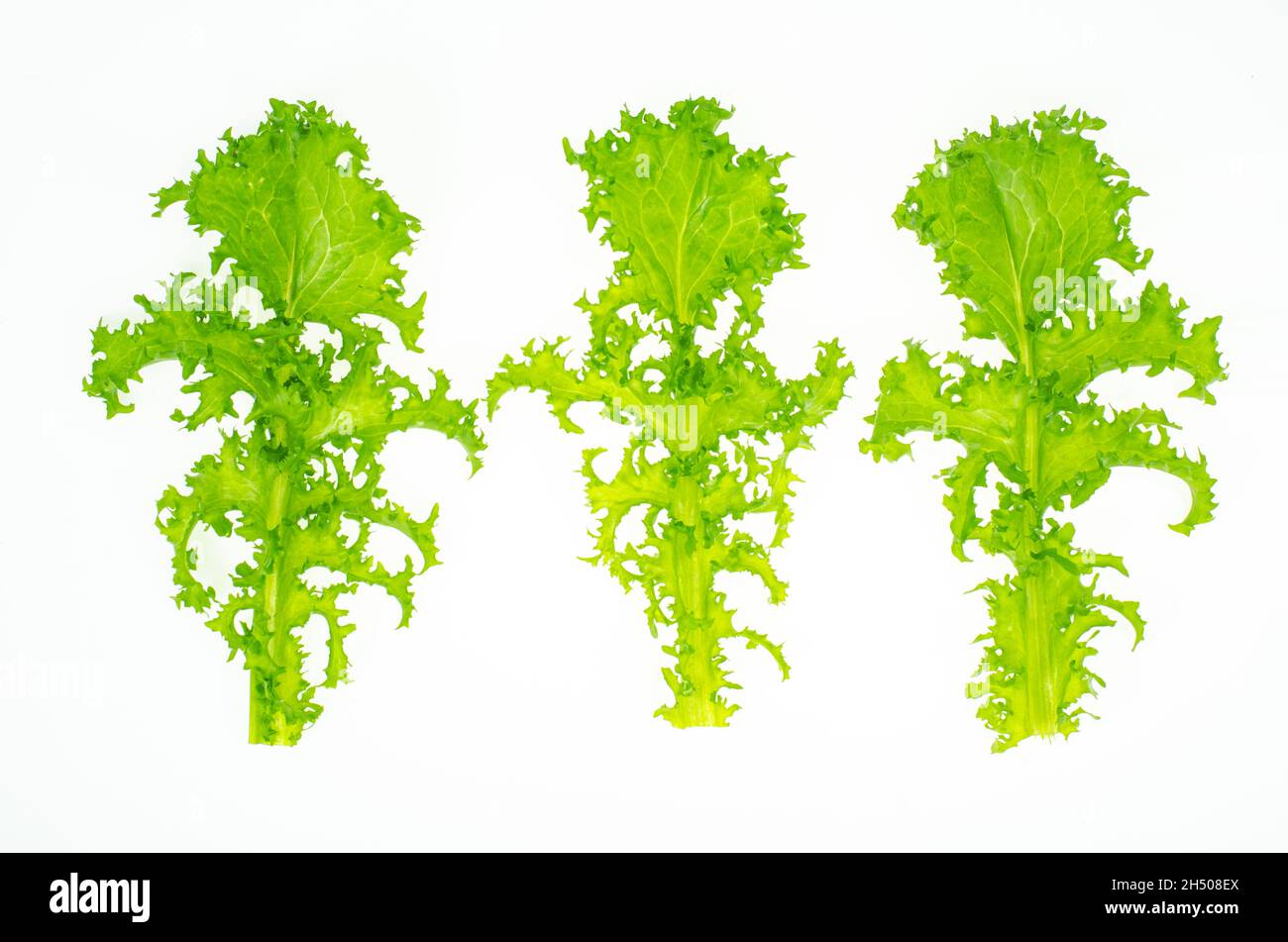 Fresh green frisee lettuce leaves isolated on white background. Studio ...