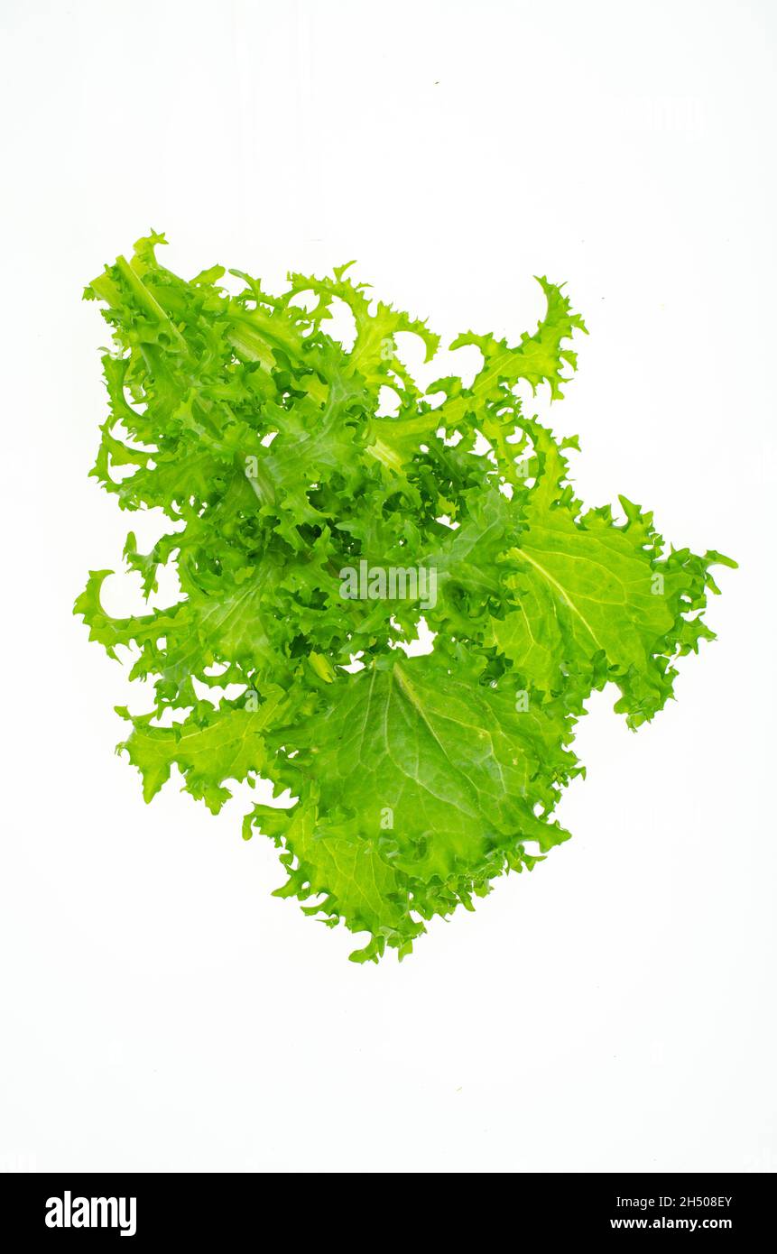 Fresh green frisee lettuce leaves isolated on white background. Studio ...